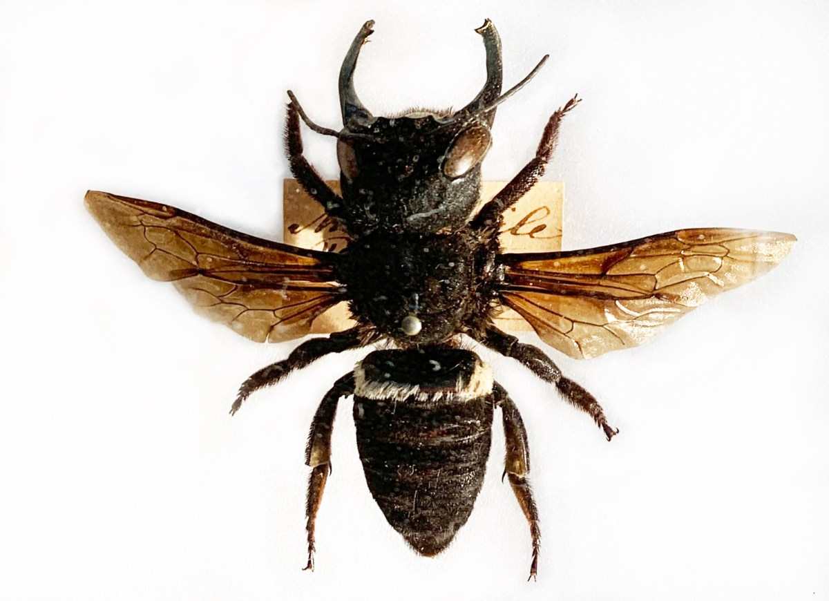 Megachile pluto – Wallace’s giant bee – James T. Costa